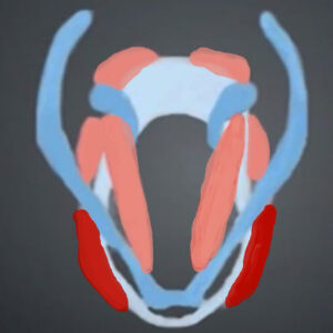 Cricothyroid muscle – Laryngeal Electromyography